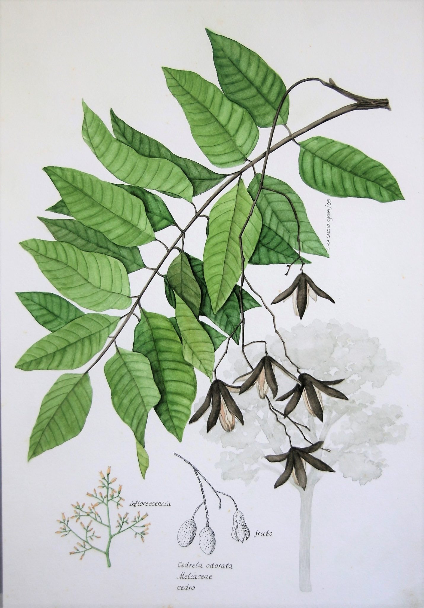 Cedrela odorata - Arboretum | Universidad Francisco Marroquín