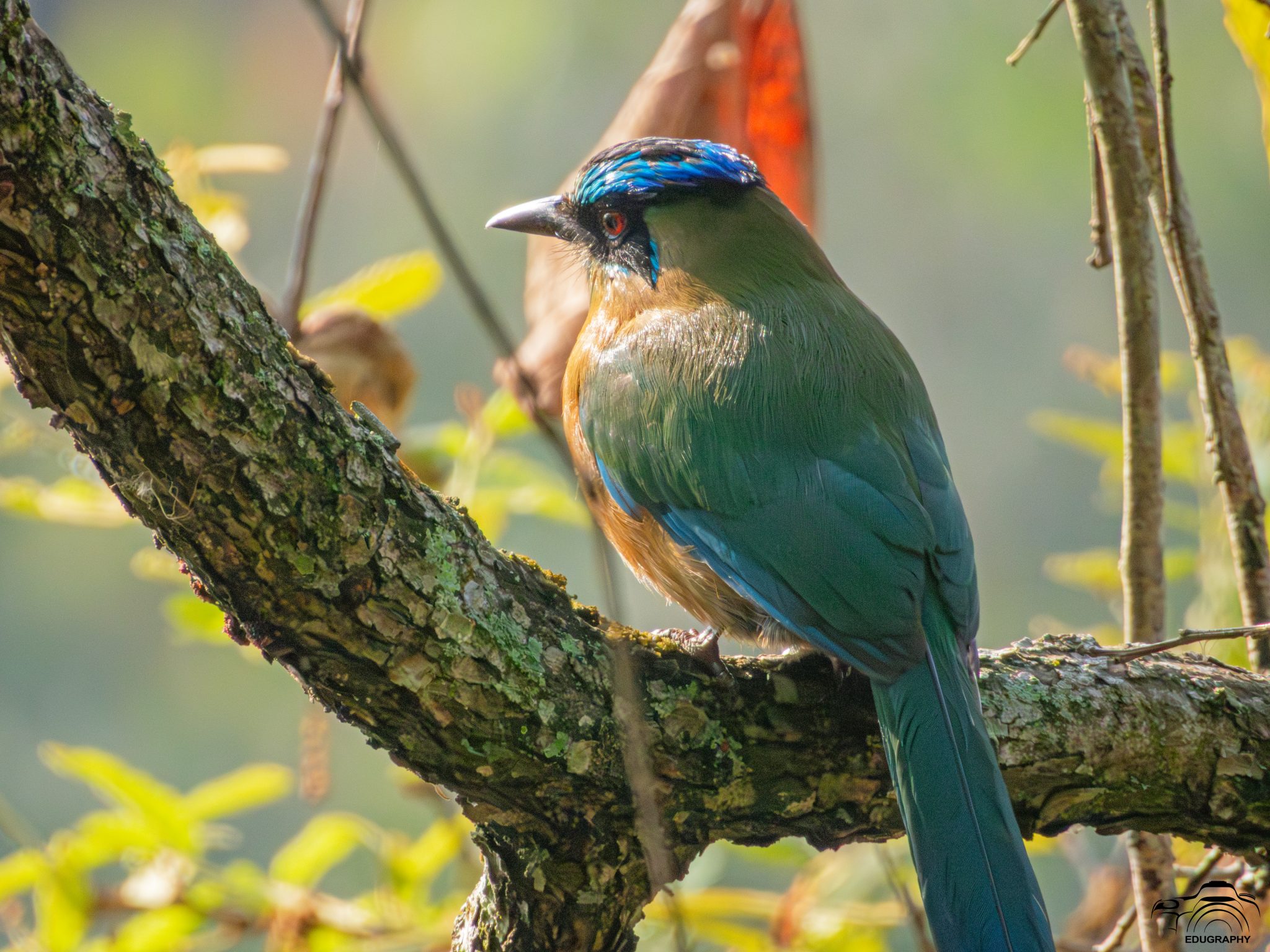 Momotus lessonii - Arboretum | Universidad Francisco Marroquín