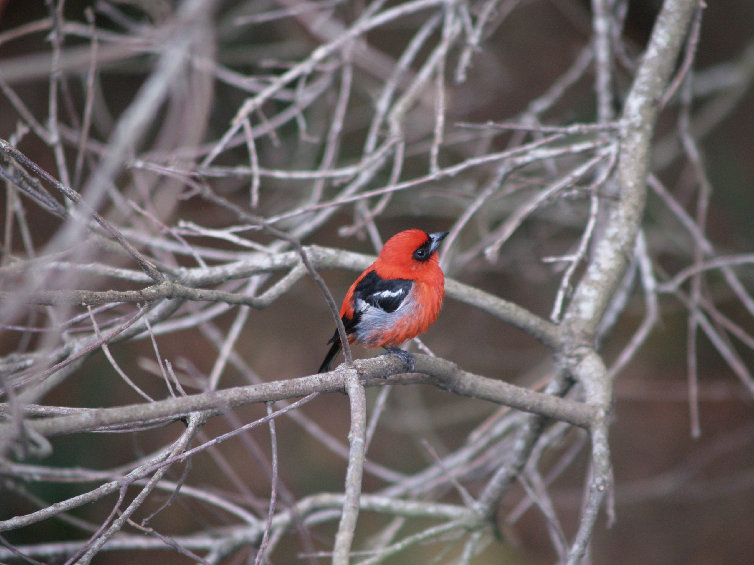Piranga leucoptera - Arboretum | Universidad Francisco Marroquín