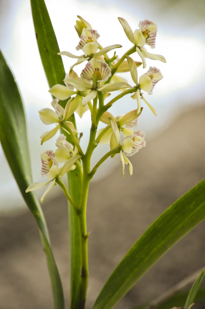 Prosthechea radiata - Arboretum | Universidad Francisco Marroquín